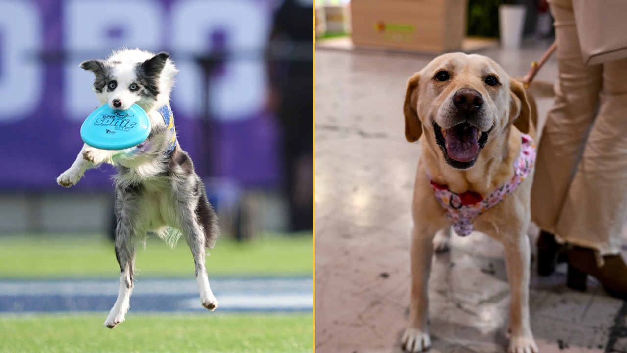 Lidl launches 'human pet bed' for owners who want to snuggle up with ...