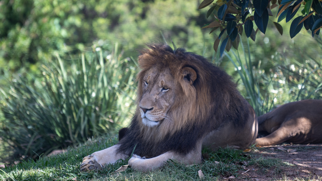 Fans are swooning over 'fit' Bradley Walsh in resurfaced Gladiators ...