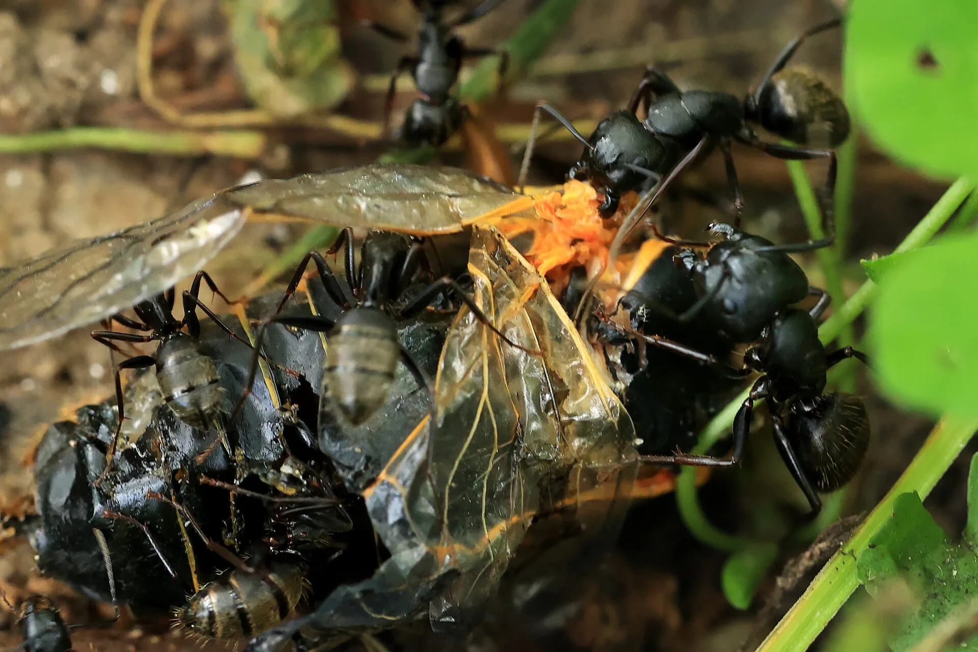 Horrific story of man and girlfriend eaten alive by grizzly bear while ...