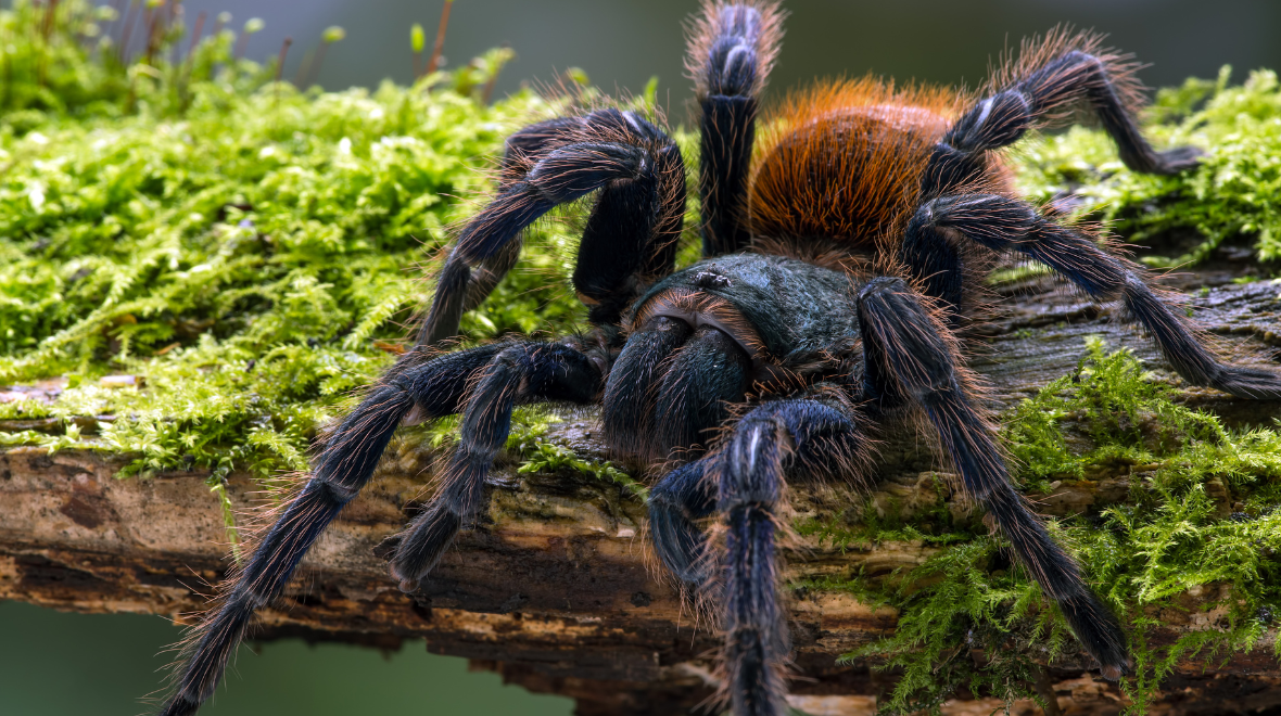 'Zombie spiders' infected by fungus found in UK - JOE.co.uk