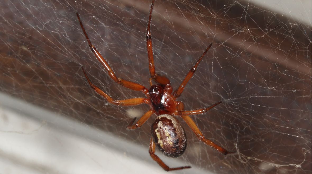 'Zombie spiders' infected by fungus found in UK - JOE.co.uk